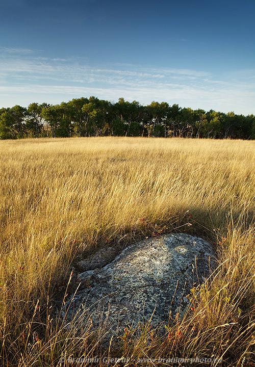 Lichen-covered rock in pasture at Maymont 1 (Nature Conservancy of ...